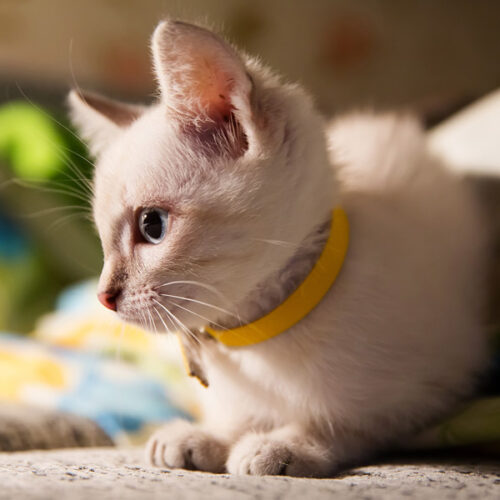 Magnetic Cat Collar - Pulsemagnetics